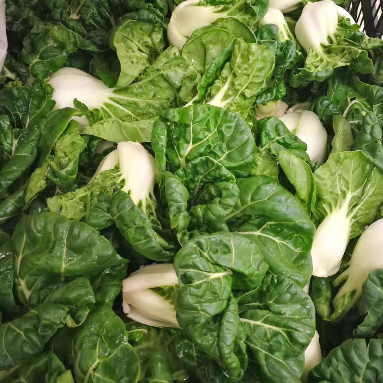 Baby Bok Choy and Shanghai Green Vegetables – Hanna & Tiger Asian Mart