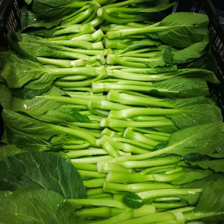 Yu Choy – Hanna & Tiger Asian Mart